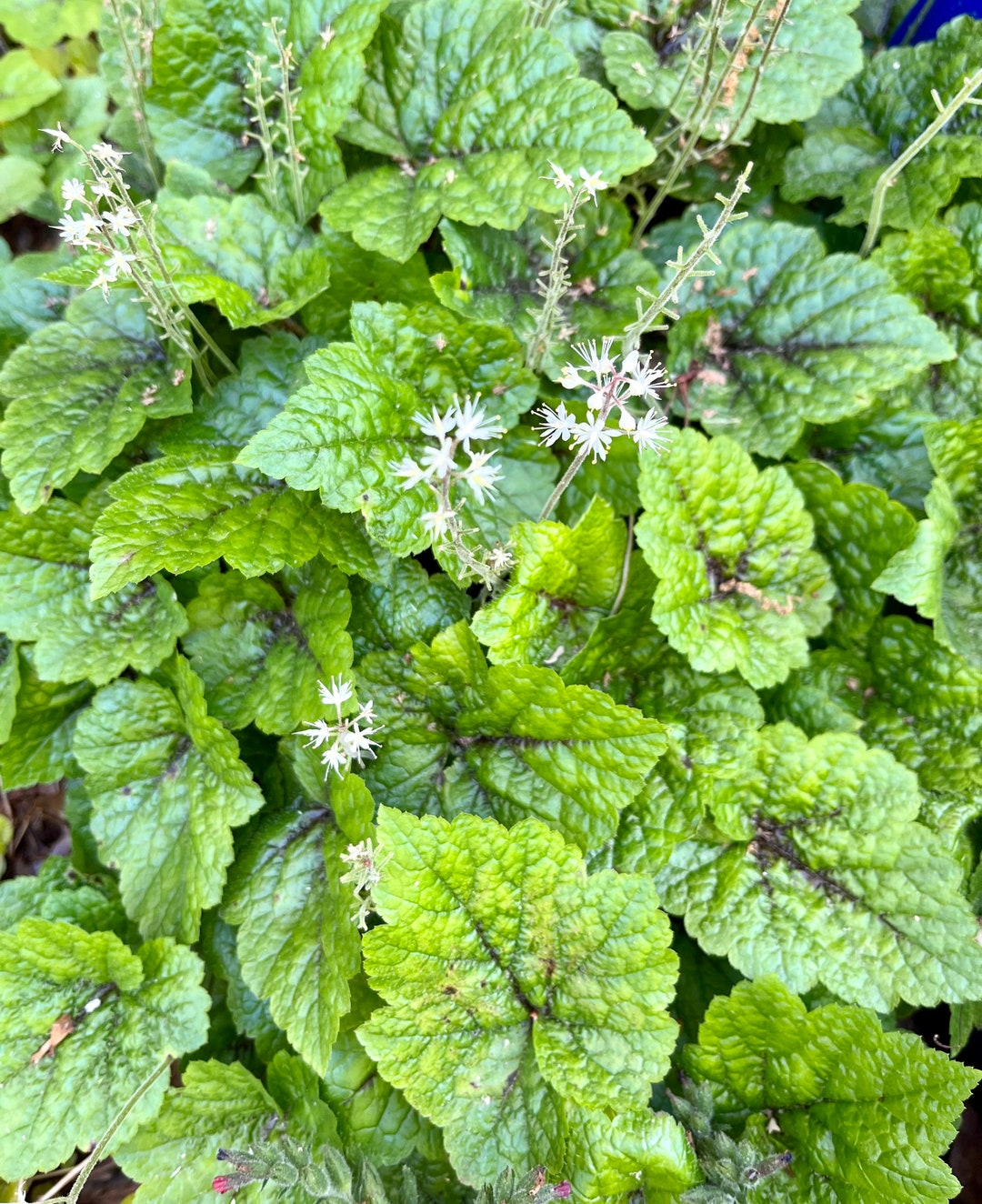 Tiarella Foam Flower Large Clump Shade Plant Perennial - Etsy