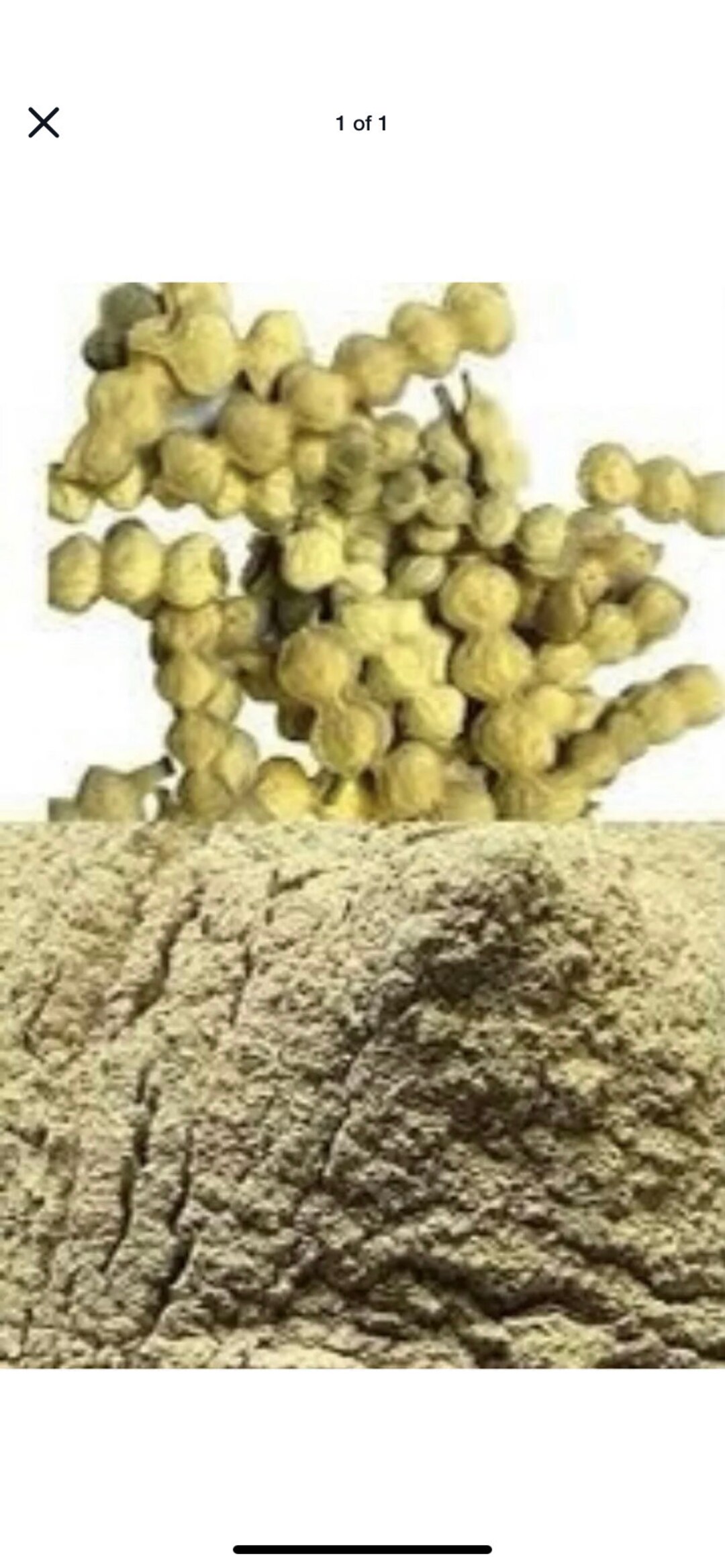 BABOOL Phali Powder Vachellia Nilotica Acacia Nilotica 100g - Etsy