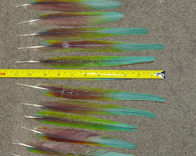 Mini Macaw Hybrid Feathers - Etsy