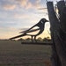 Rusty Metal Magpie Garden Ornament , Garden Sign , Bird Decoration ...