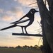 Rusty Metal Magpie Garden Ornament , Garden Sign , Bird Decoration ...