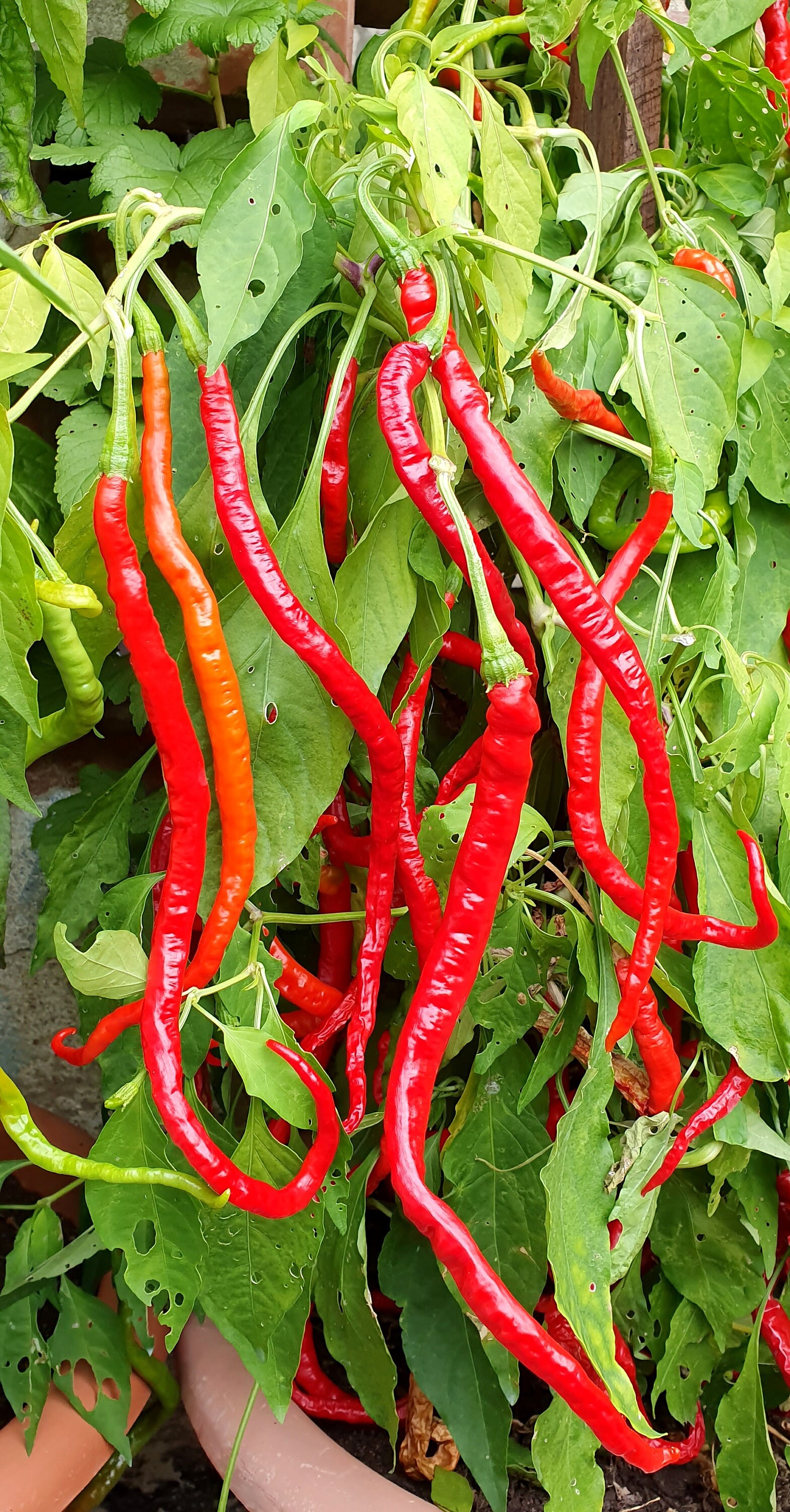 Hot Chili Pepper XXL LONGHORN SLP 10 Vegetable Seeds - Etsy Canada