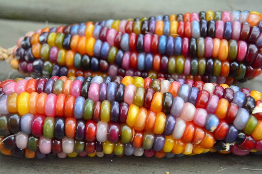 Maïs multicolore GLASS GEM CORN 30 Graines de légumes - Etsy France