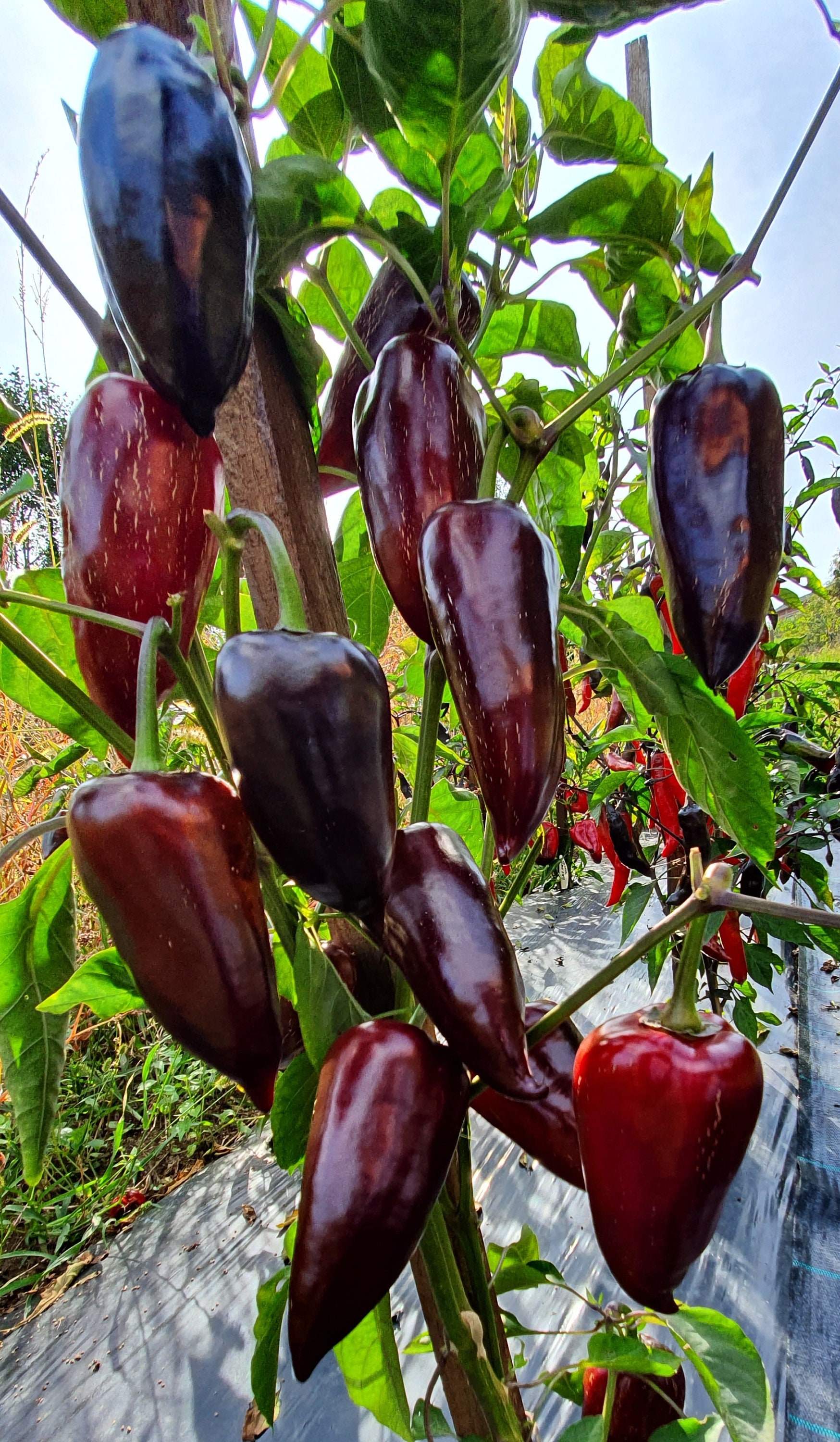 Black Sweet Pepper GYPSY BARON 20 Seeds Vegetable Garden Russian ...
