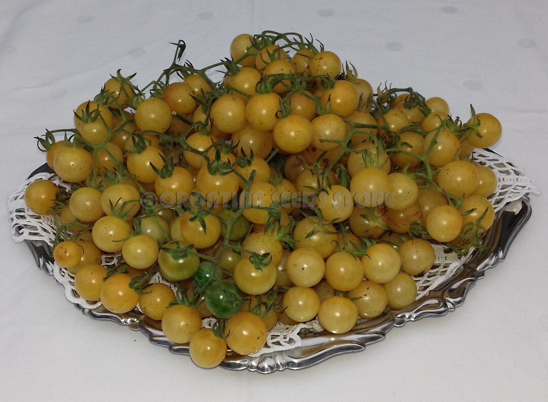 Cherry Tomato COYOTE 20 Heirloom Vegetable Seeds - Etsy Sweden