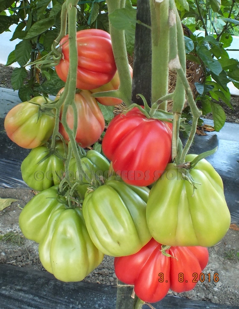 Russian Tomato PINK FIG Rozovyi Inzhir 10 Seeds Vegetable - Etsy Canada