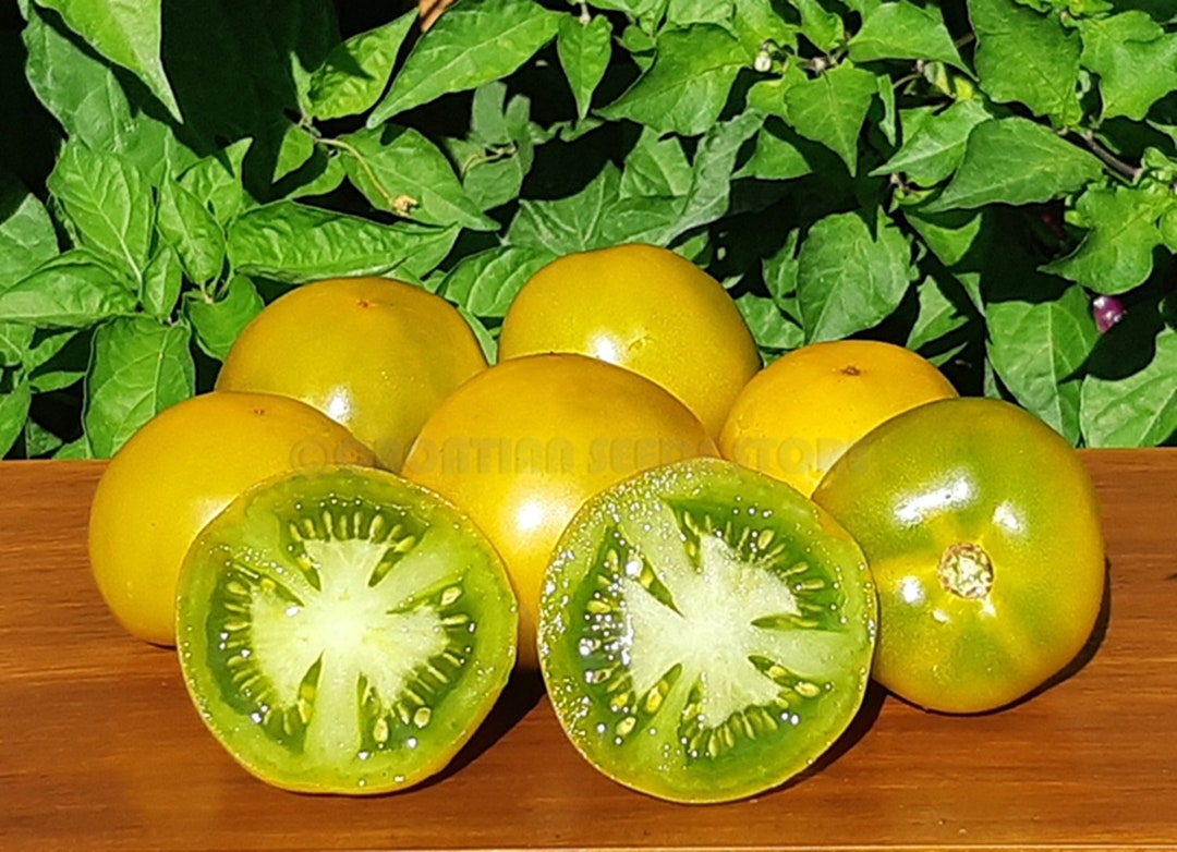 Proyecto enano Tomate KANGAROO PAW VERDE 15 Semillas Vegetales-Raros ...