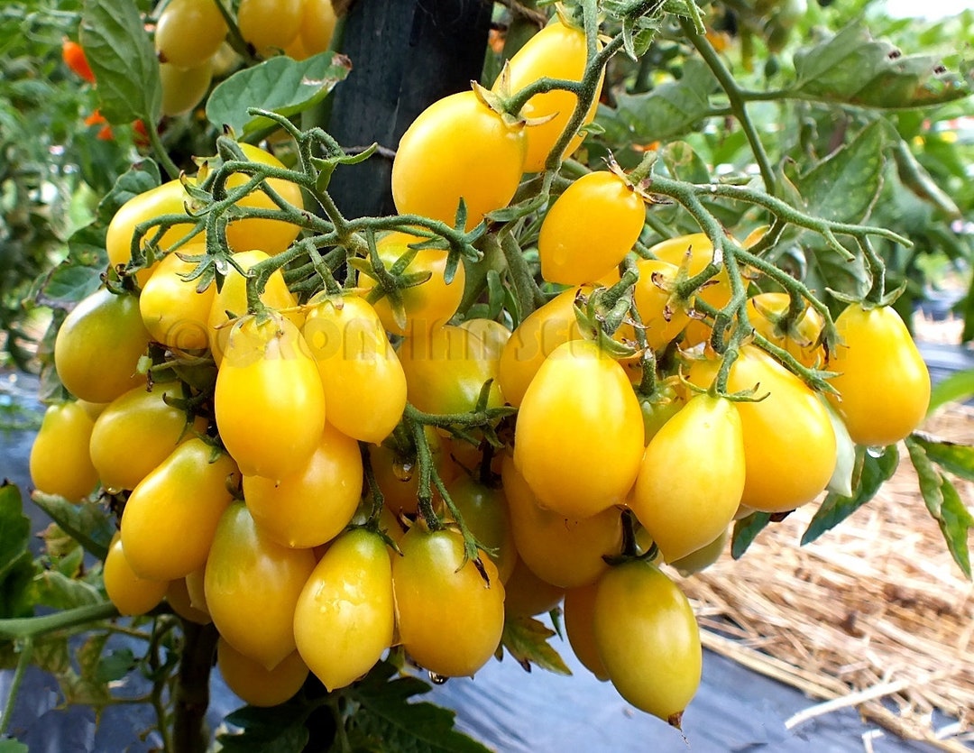 Multiflora Tomato BARRY'S CRAZY CHERRY 10 Heirloom Vegetable Seeds ...