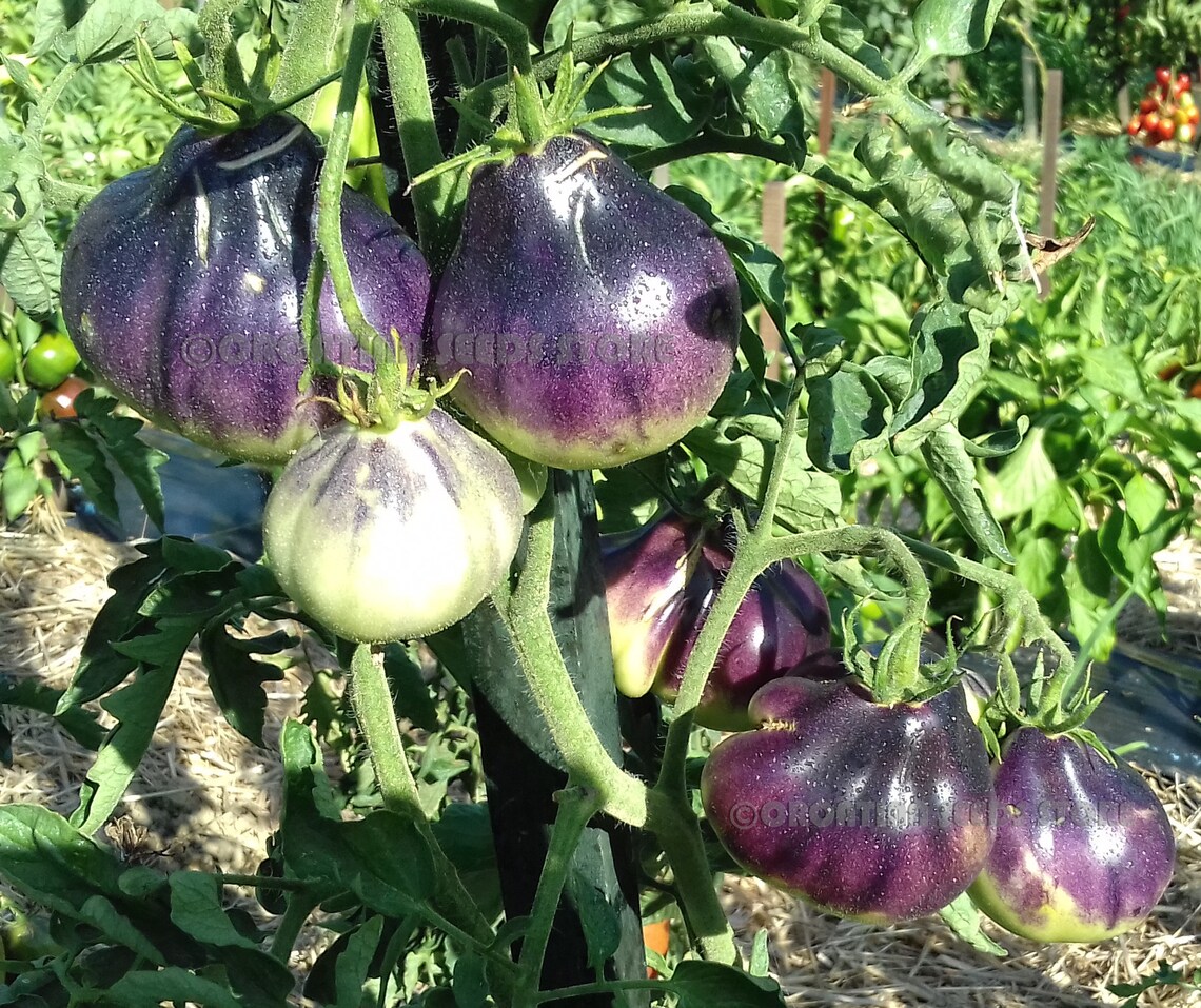 Dark Tomato BLUE PEAR 10 Heirloom Vegetable Seeds Ukrainian | Etsy