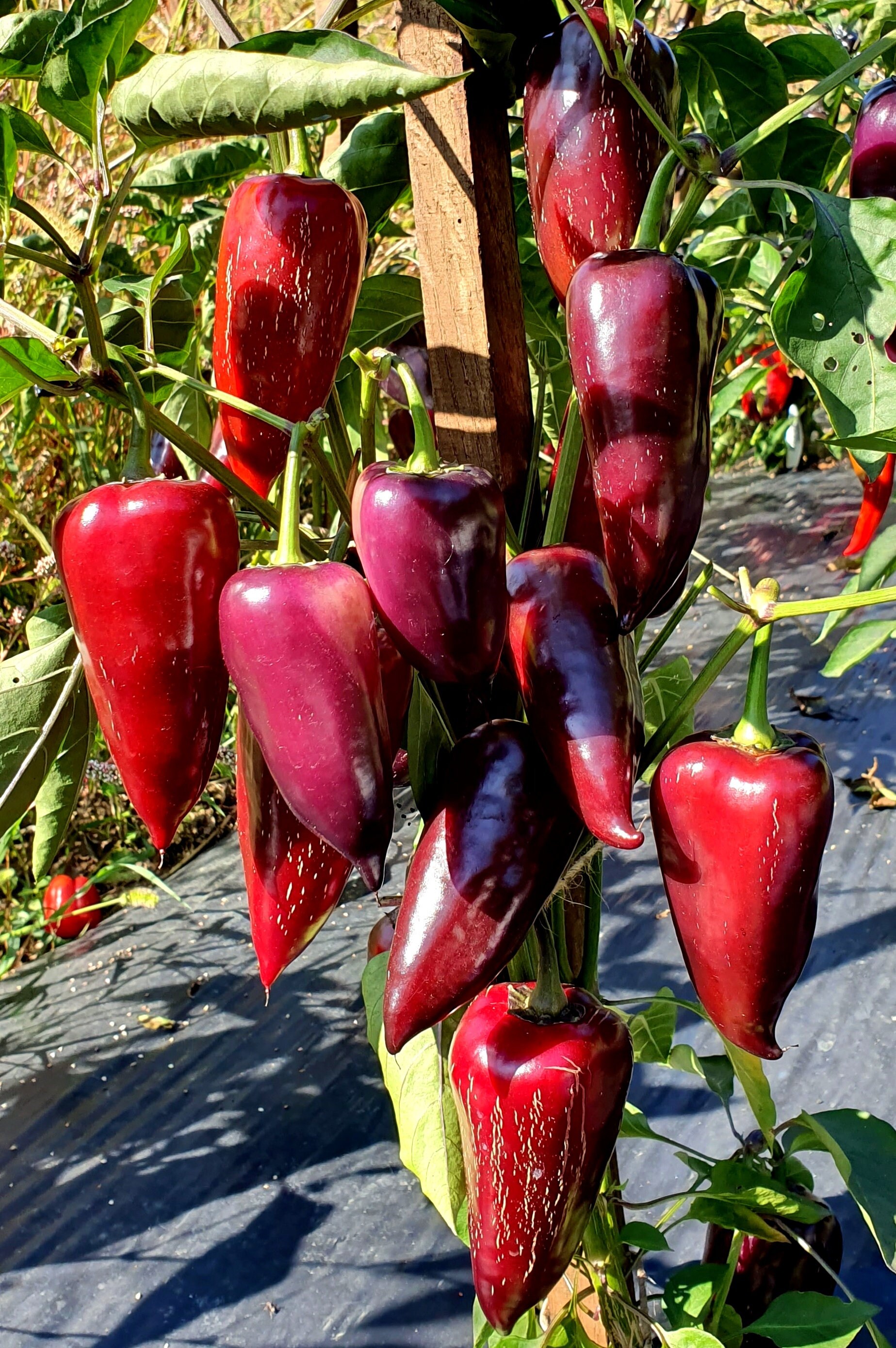 Black Sweet Pepper GYPSY BARON 20 Seeds Vegetable Garden Russian ...