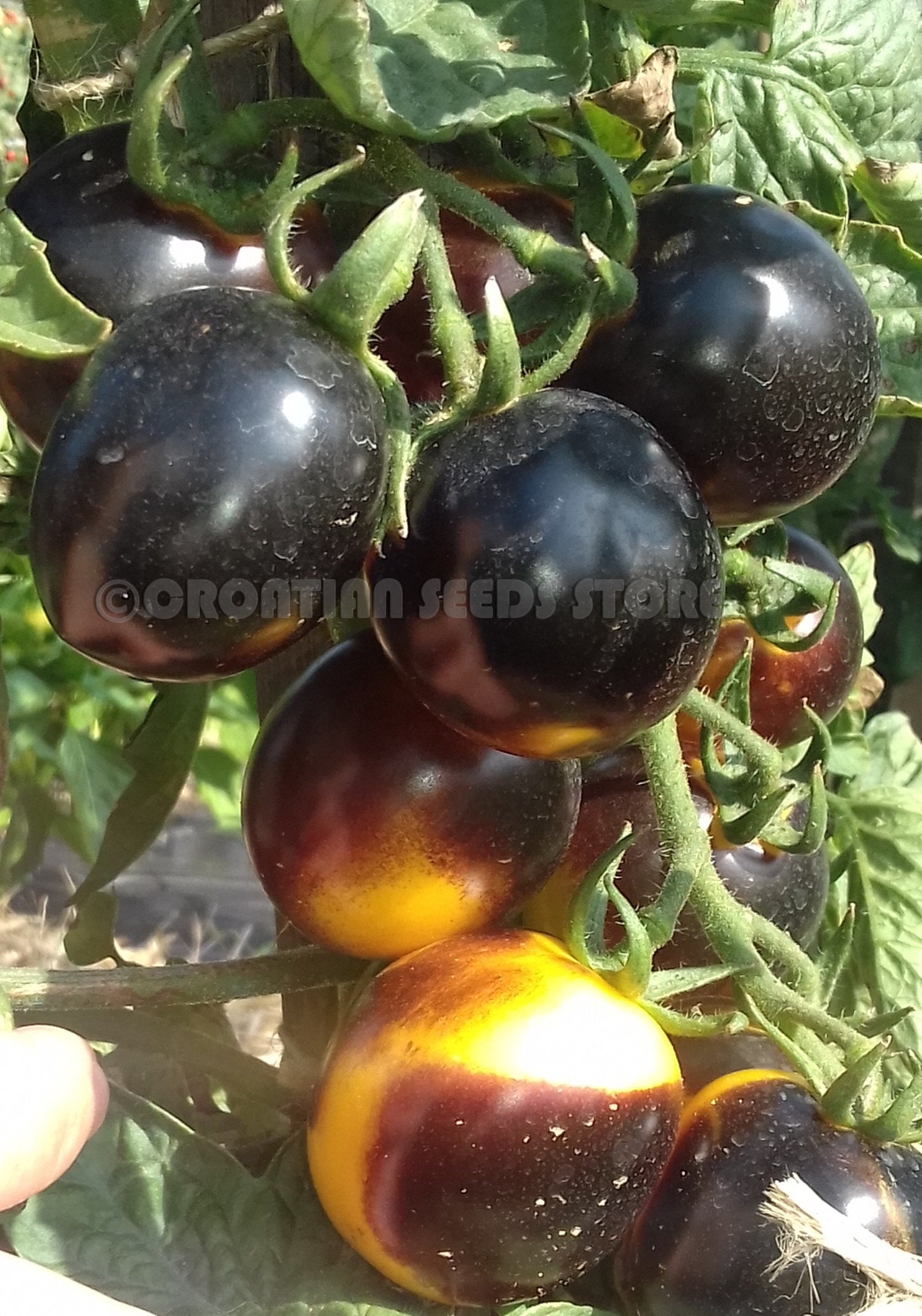 Blue Yellow Tomato BOSQUE BLUE BUMBLEBEE 20 Vegetable Seeds | Etsy