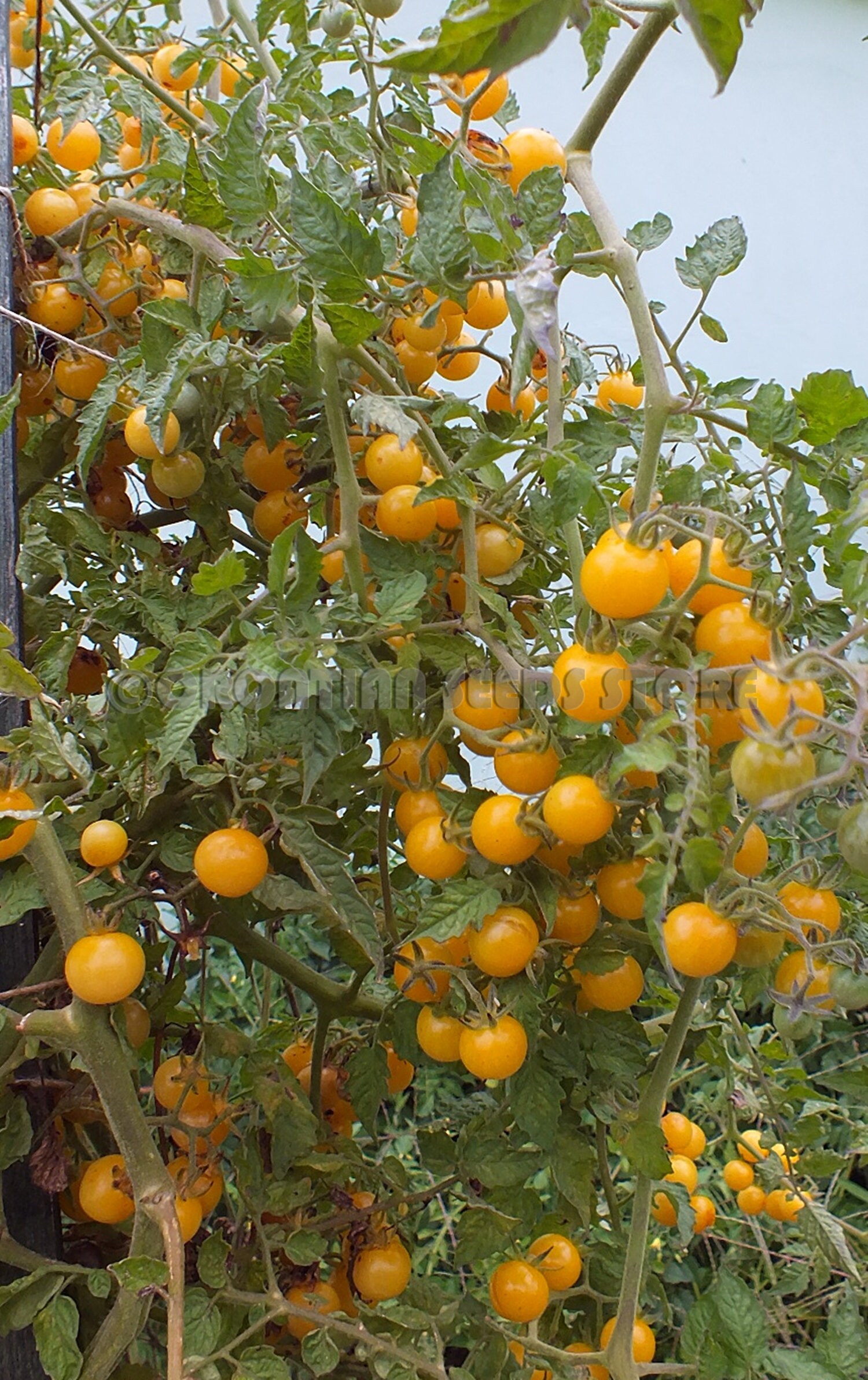 Cherry Tomato COYOTE 20 Heirloom Vegetable Seeds - Etsy Sweden