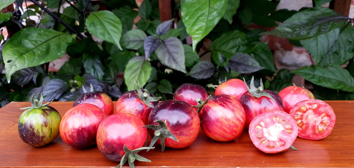 Black Cherry Tomato BLACK STRAWBERRY 15 Seeds Vegetable Garden | Etsy