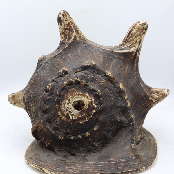 Large Conch Shell - Etsy