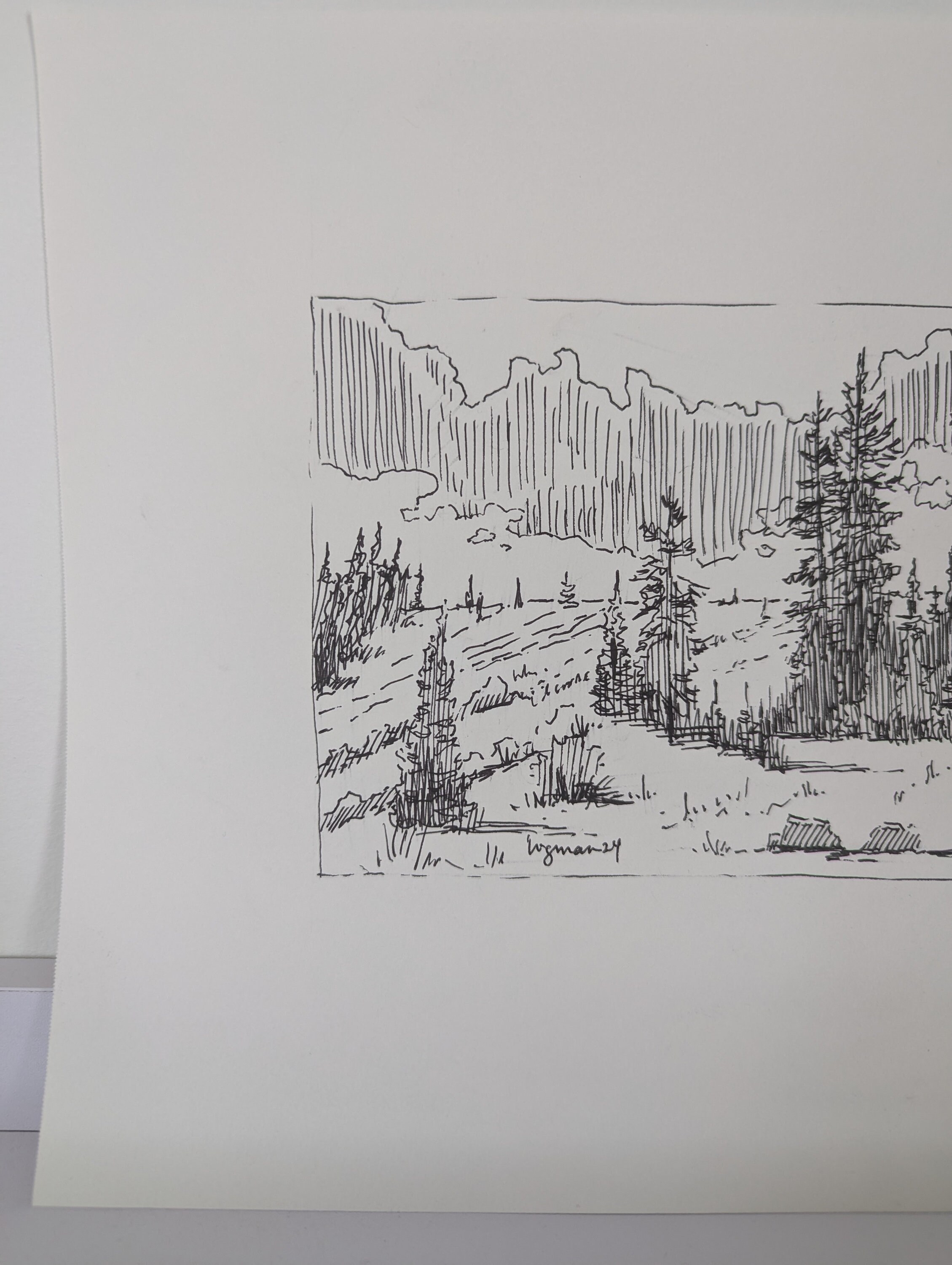 Original Tree Drawing, Evergreens, Landscape, Lines, Pen, Minimalist ...