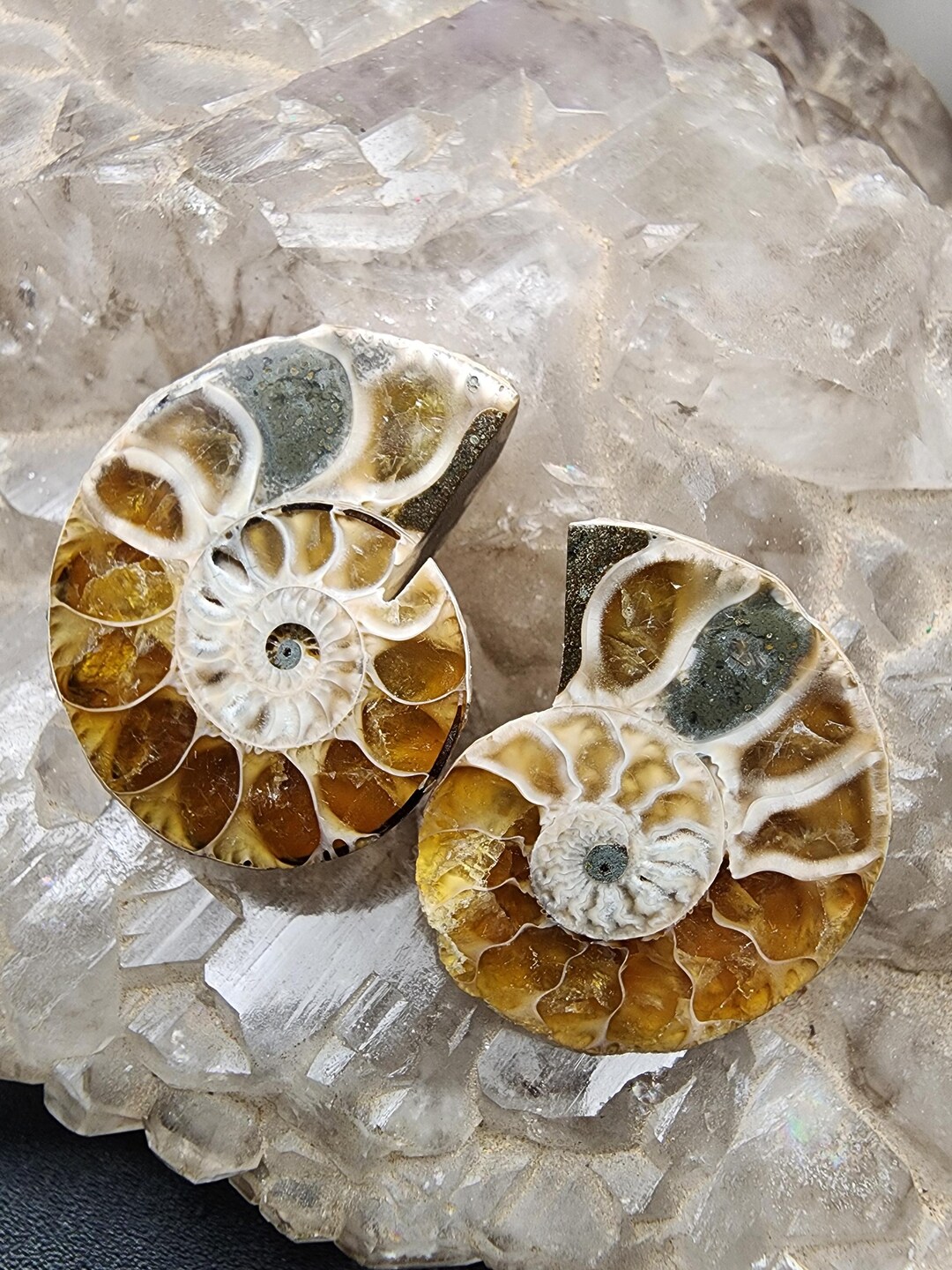 Ammonite Fossil Sliced Pair From Madagascar - Etsy