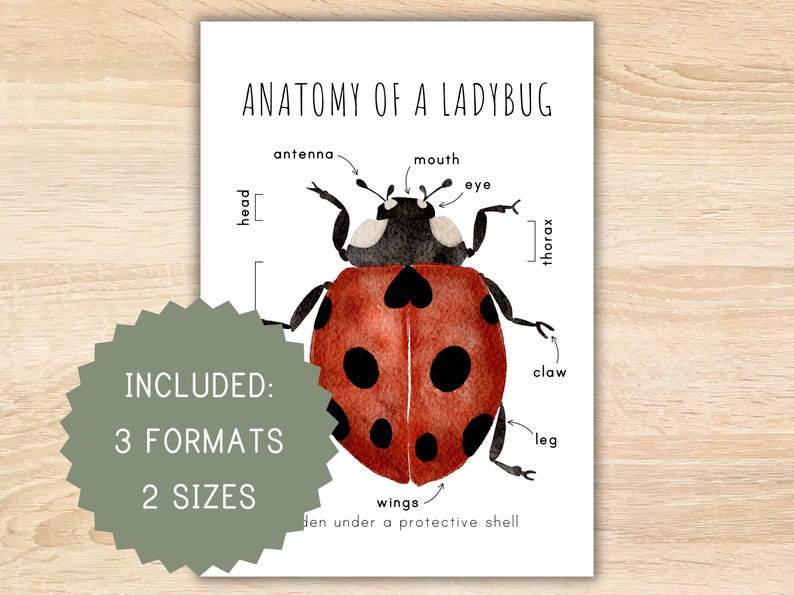 Anatomy of a Ladybug Homeschool Printable Montessori Resource Anatomy ...