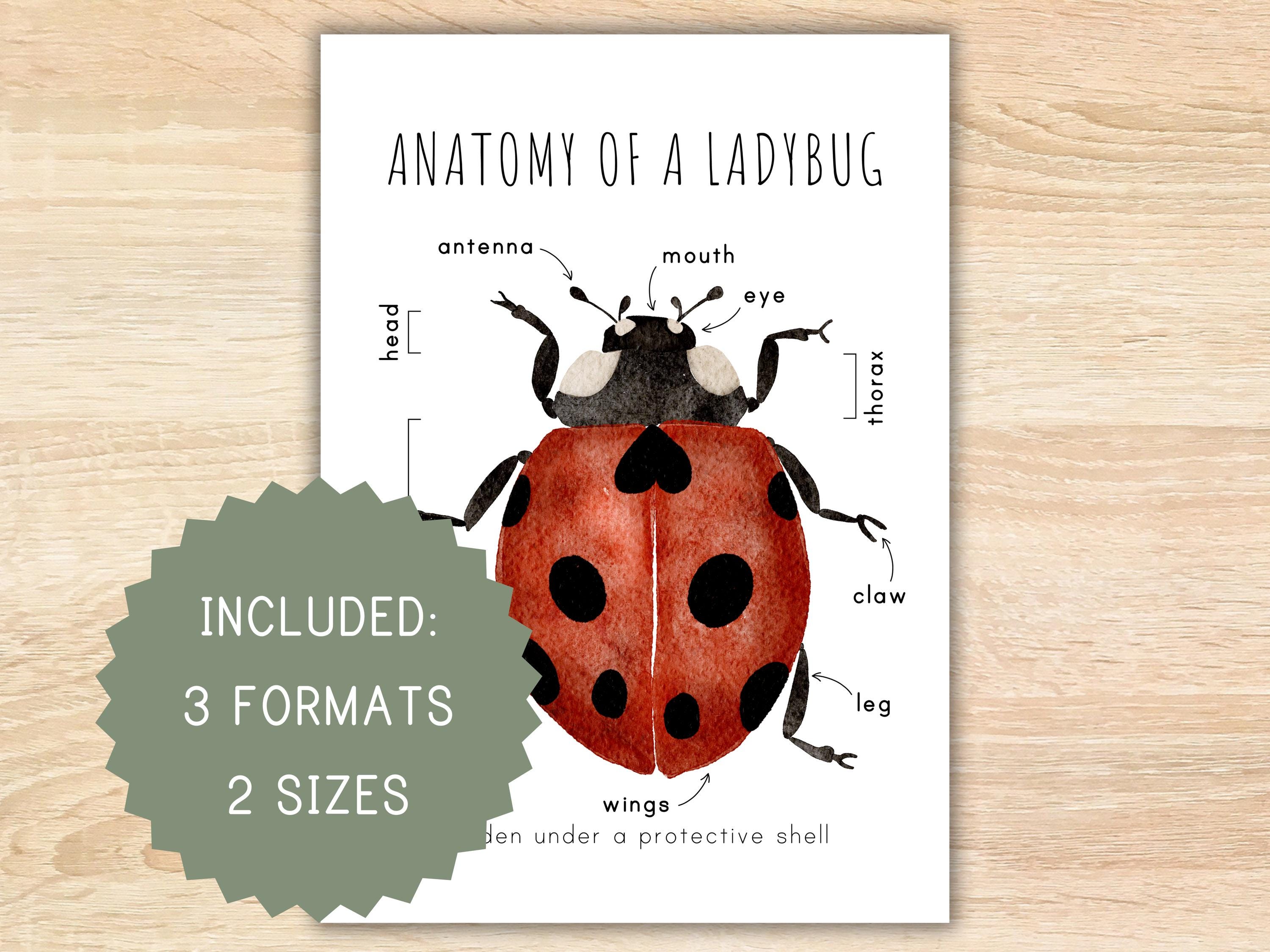 Ladybug Diagram Labeled