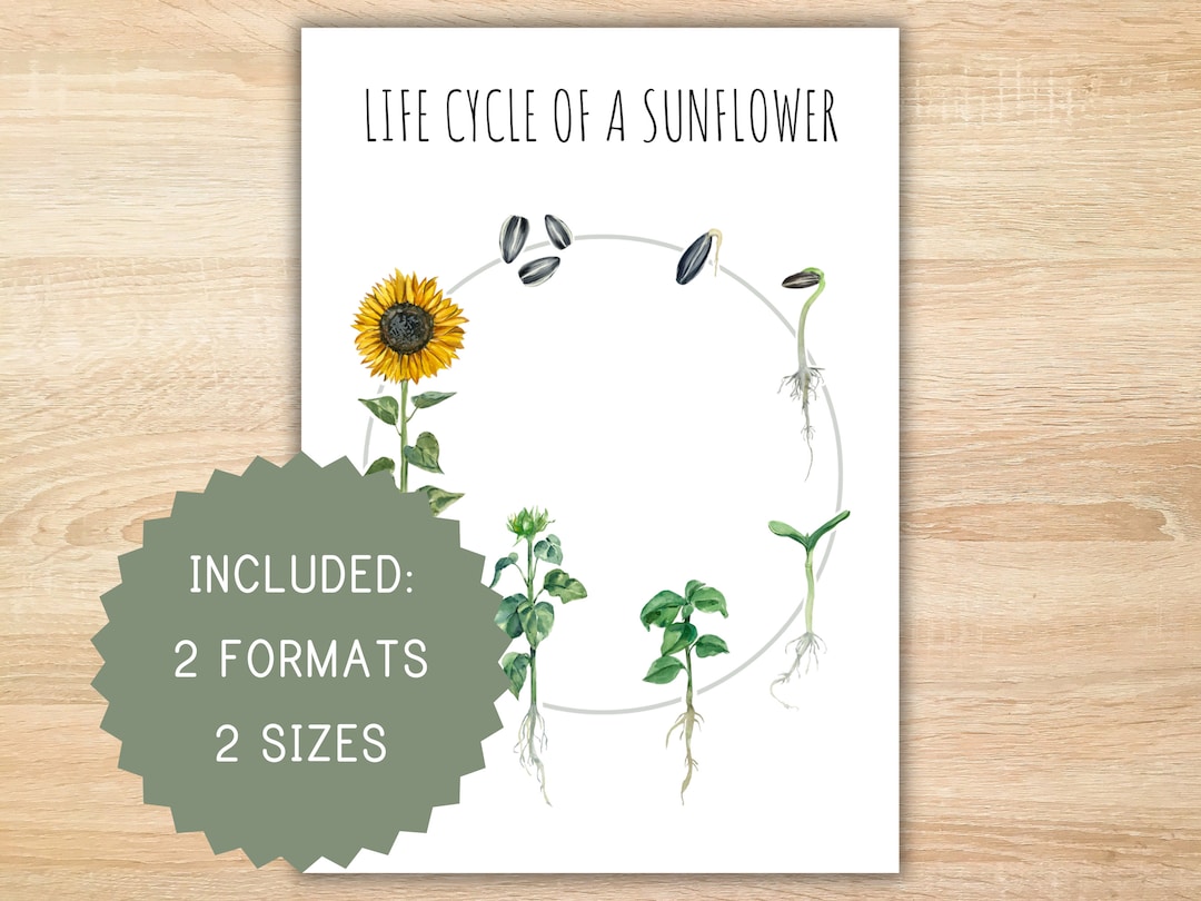 Ciclo de vida de un girasol, Imprimible en casa, Recurso Montessori ...
