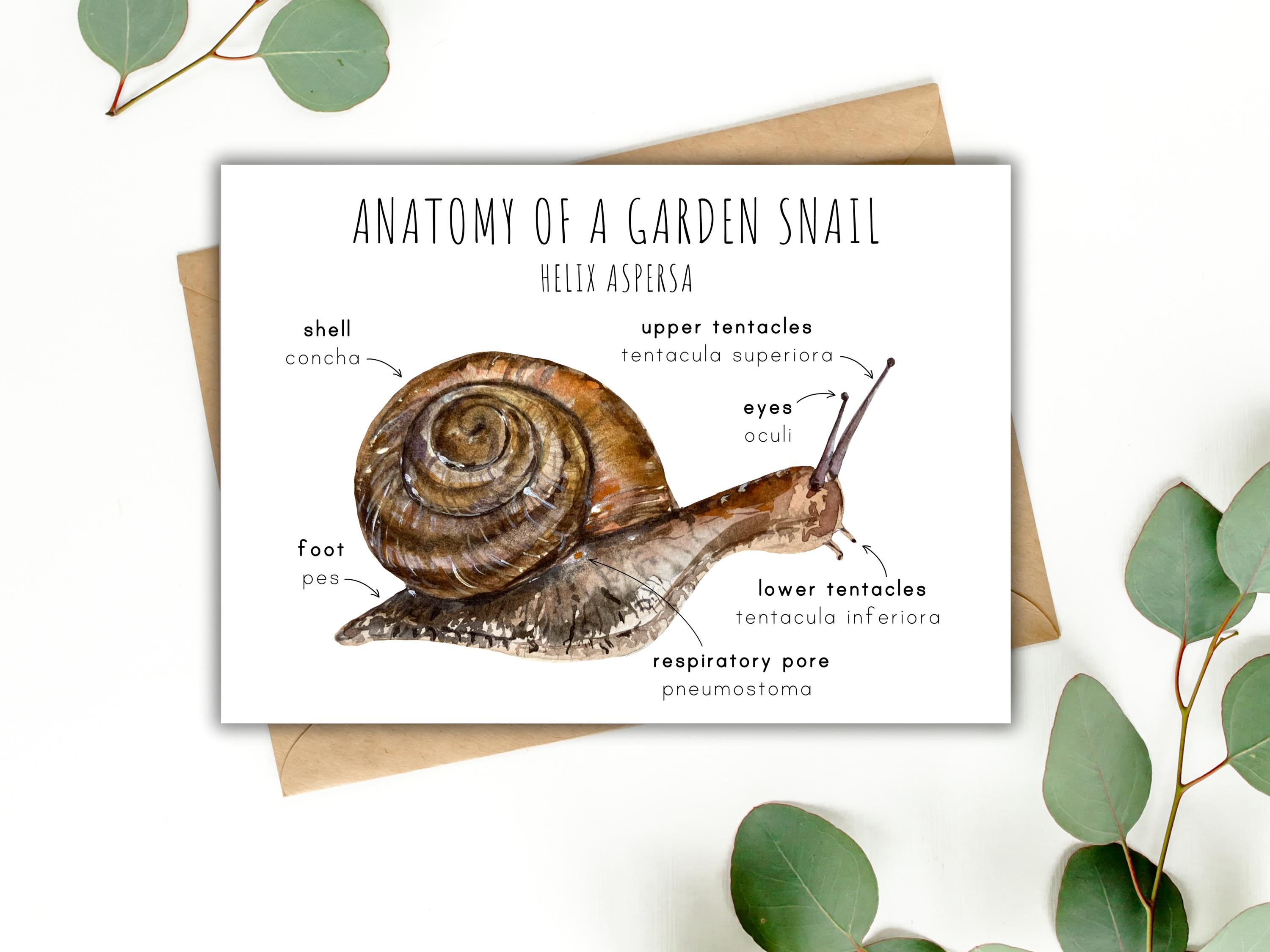 Anatomy of a Snail Homeschool Printable Snail Montessori Resource Snail ...