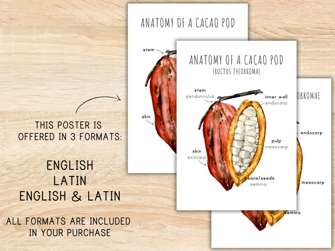 Anatomy of a Cacao Pod Homeschool Printable Montessori Resource Anatomy ...