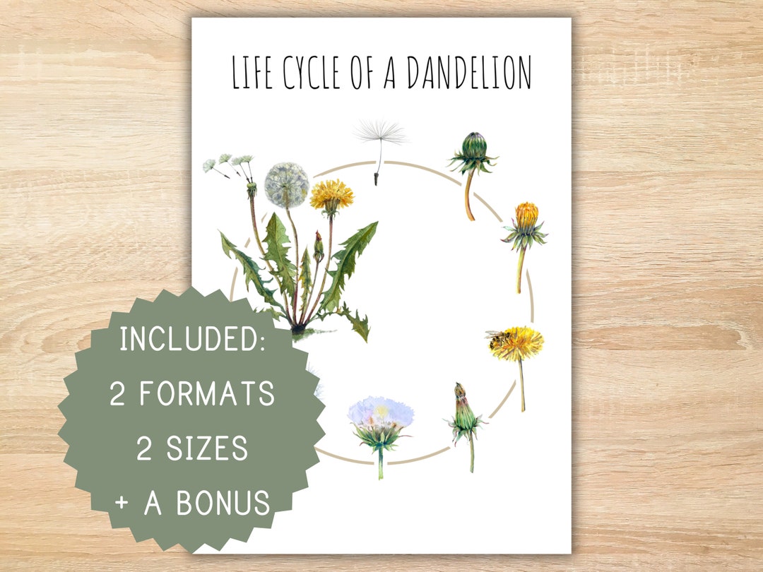 Life Cycle of a Dandelion Homeschool Printable Montessori Resource Life ...