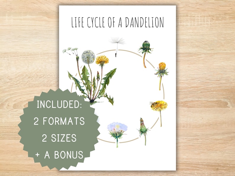 Life Cycle of a Dandelion Homeschool Printable Montessori Resource Life ...