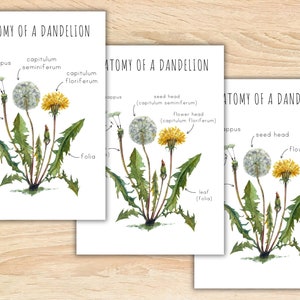 Anatomy of a Dandelion Homeschool Printable Montessori Resource Anatomy ...