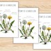 Anatomy of a Dandelion Homeschool Printable Montessori Resource Anatomy ...