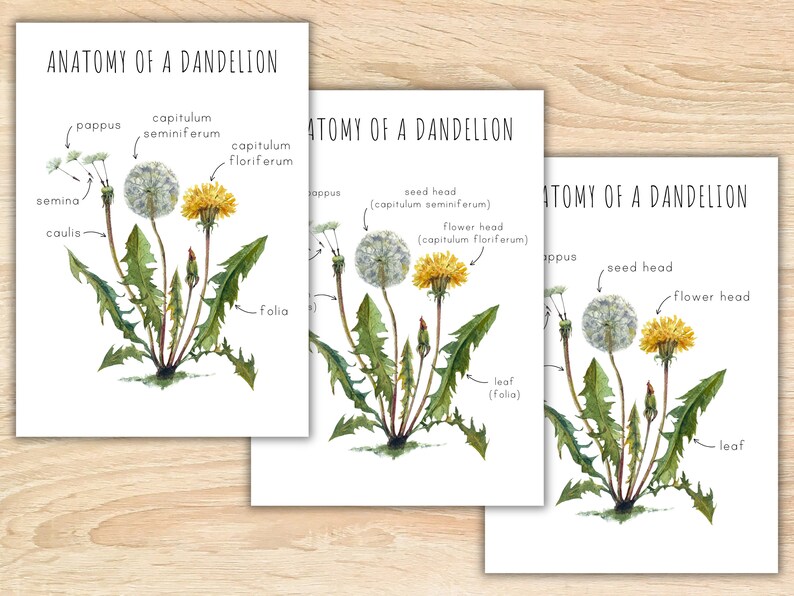 Anatomy of a Dandelion Homeschool Printable Montessori Resource Anatomy ...