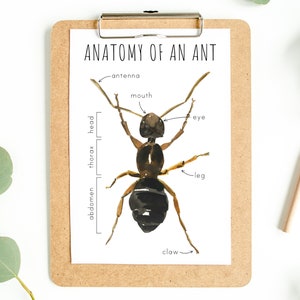 Anatomy of an Ant Homeschool Printable Montessori Resource Anatomy ...