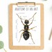 Anatomy of an Ant Homeschool Printable Montessori Resource Anatomy ...