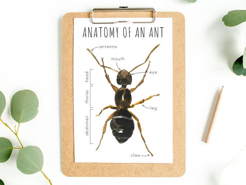 Anatomy of an Ant Homeschool Printable Montessori Resource Anatomy ...
