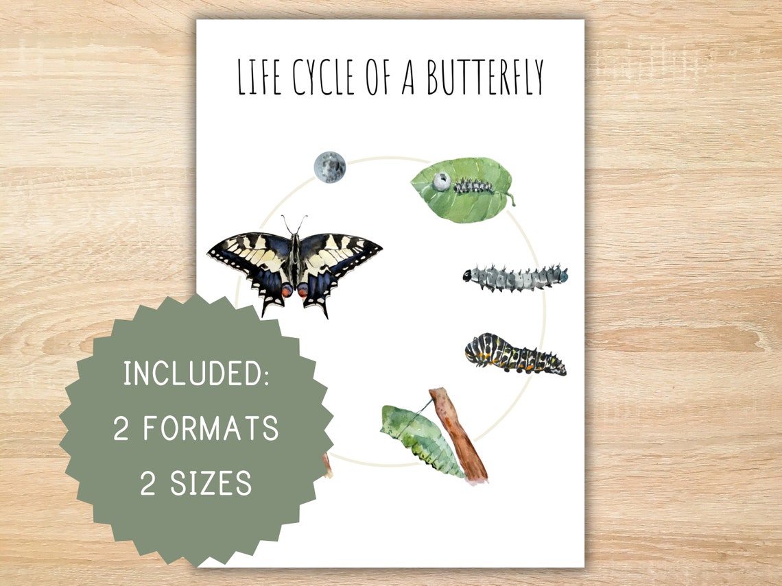 Life Cycle of a Butterfly Homeschool Printable Montessori Resource Life ...
