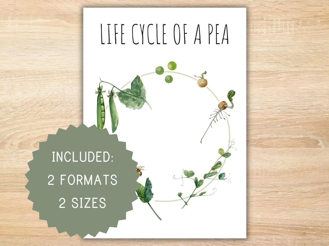 Life Cycle of a Pea Homeschool Printable Montessori Resource Life Cycle ...