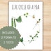 Life Cycle of a Pea Homeschool Printable Montessori Resource Life Cycle ...