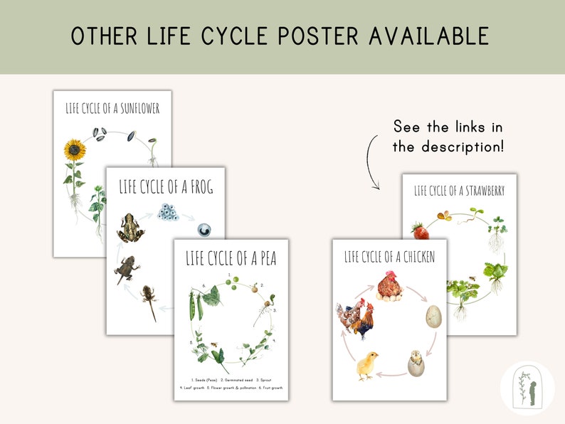 Life Cycle of a Pumpkin Homeschool Printable Montessori Resource Life ...