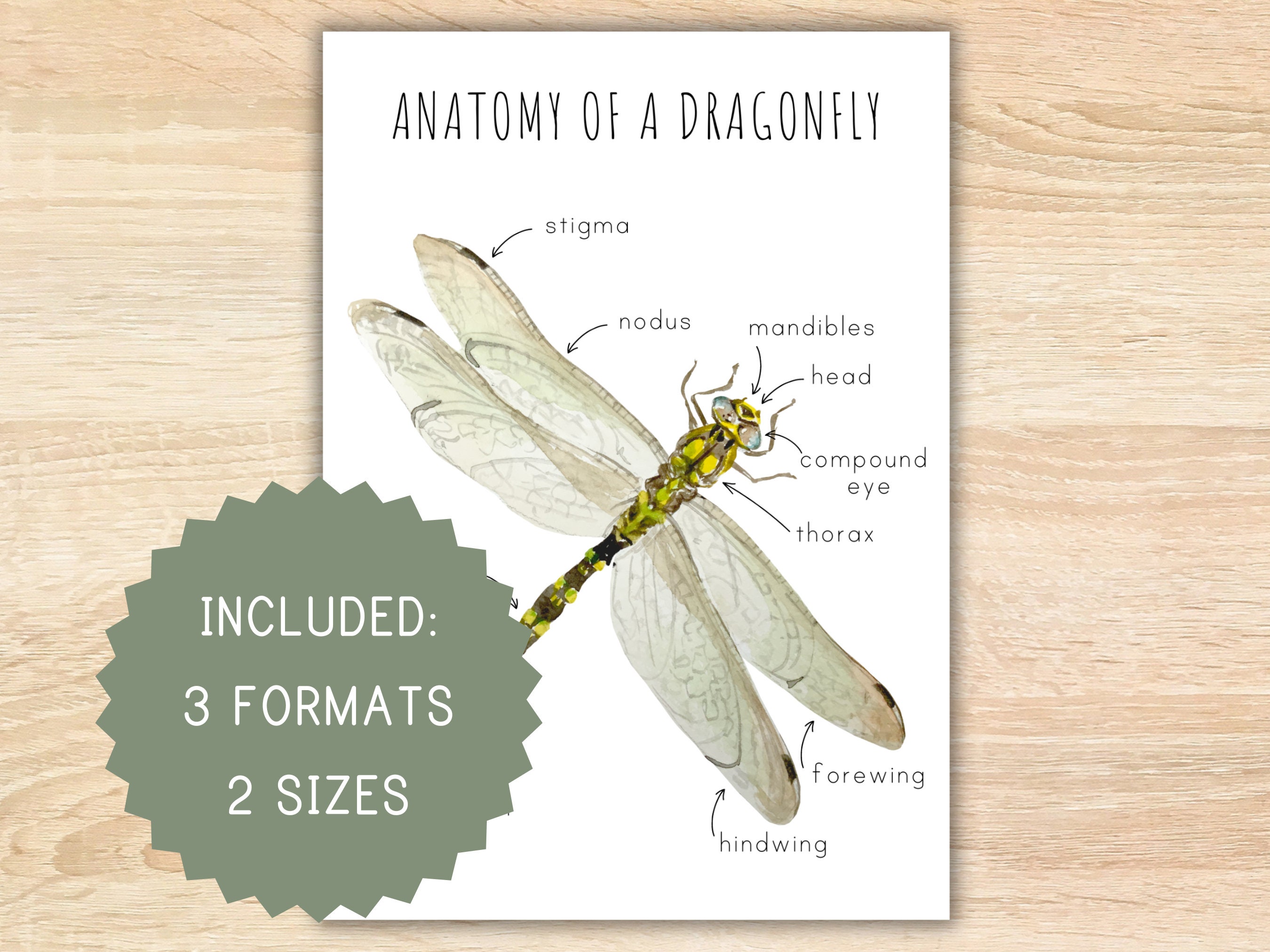 Anatomy of a Dragonfly Homeschool Printable Montessori Resource Anatomy ...
