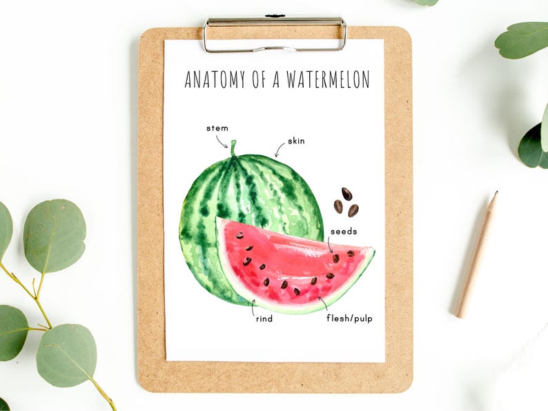 Anatomy of a Watermelon Homeschool Printable Montessori Resource ...
