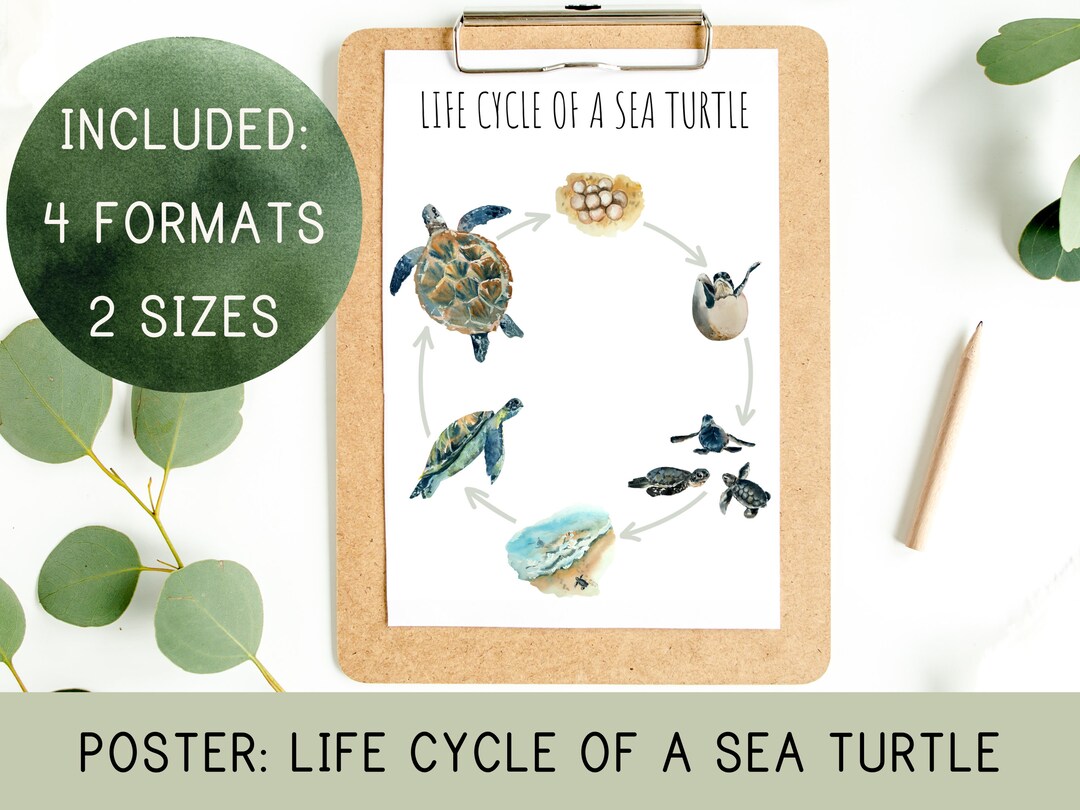 Life Cycle of a Sea Turtle Homeschool Learning Resource - Etsy