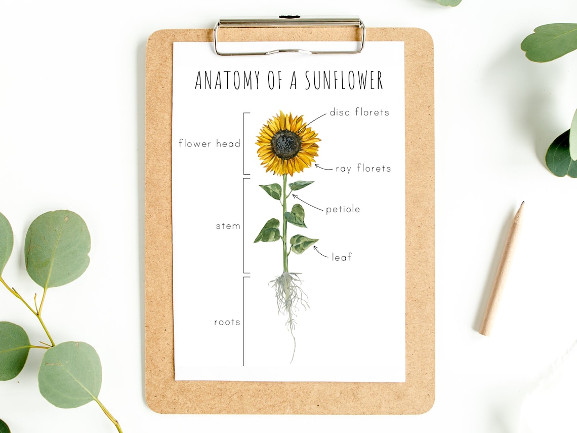 Anatomy of a Sunflower Homeschool Printable Montessori Resource Anatomy ...
