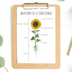 Anatomy of a Sunflower Homeschool Printable Montessori Resource Anatomy ...