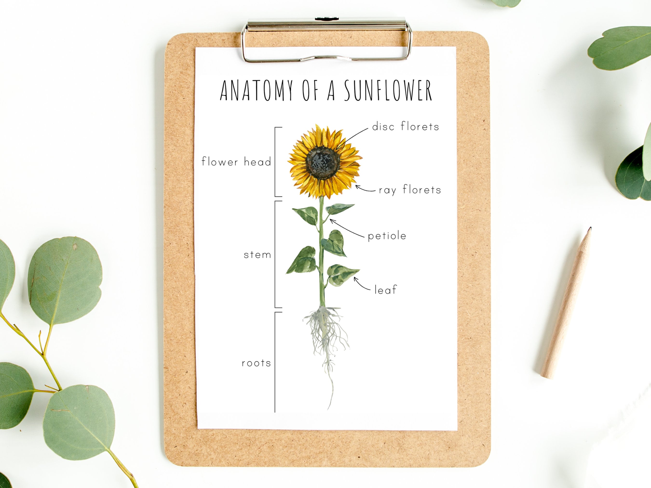 Anatomy of a Sunflower Homeschool Printable Montessori Resource Anatomy ...