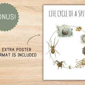 Life Cycle of a Spider Homeschool Printable Montessori Resource Life ...