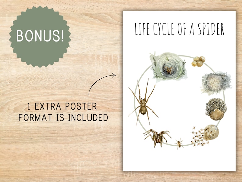 Life Cycle of a Spider Homeschool Printable Montessori Resource Life ...