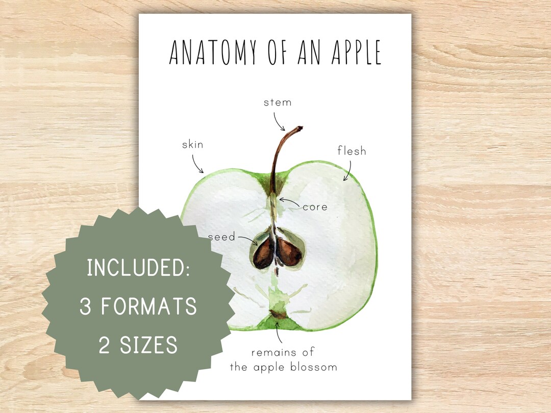 Anatomy of a Green Apple Homeschool Printable Montessori Resource ...