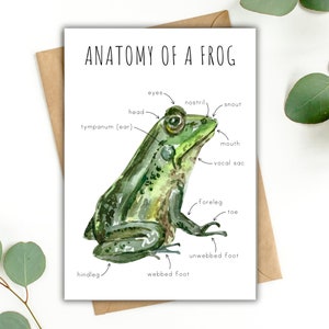 Frog Anatomy of a Frog Homeschool Printable Montessori Resource Anatomy ...