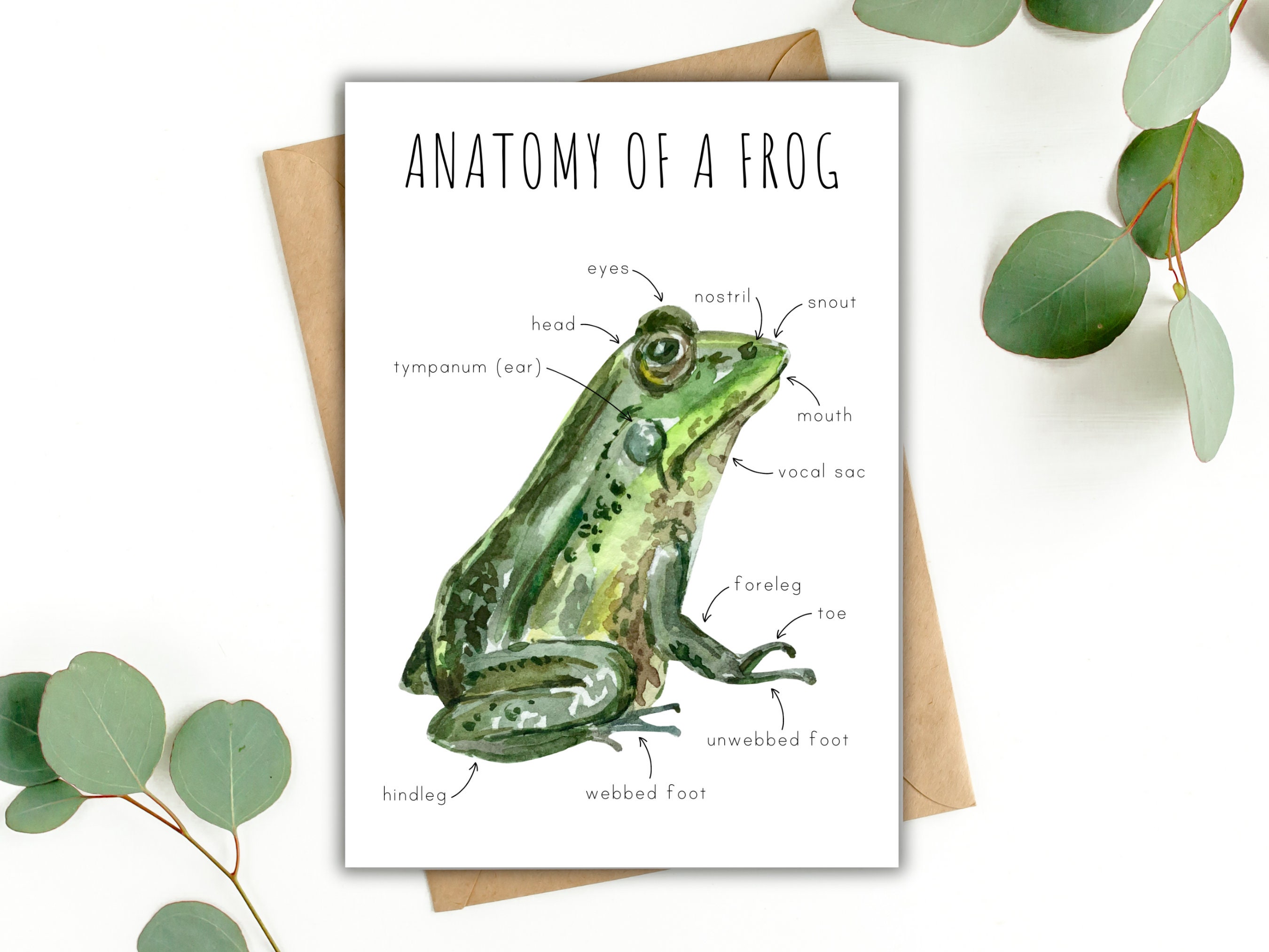 Frog Anatomy of a Frog Homeschool Printable Montessori Resource Anatomy ...