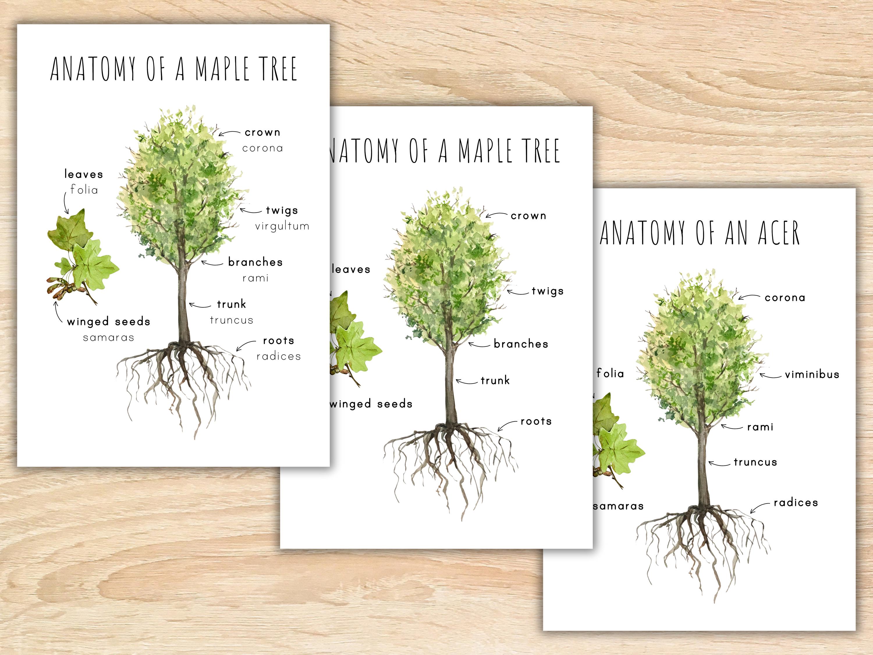 Anatomy of a Maple Homeschool Printable Montessori Resource Anatomy ...