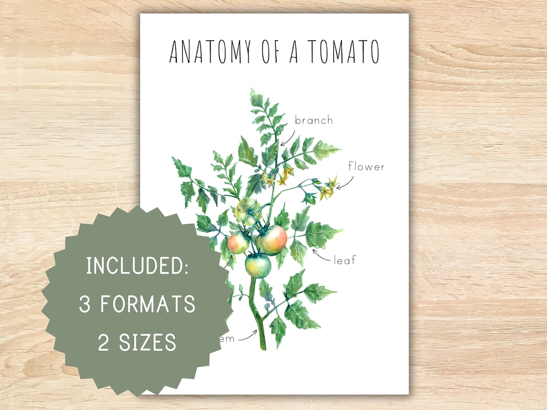 Anatomy of a Tomato Homeschool Printable Montessori Resource Anatomy ...